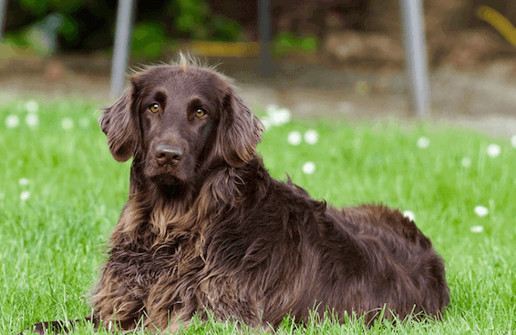 AI for Dogs: Can Your Pet Really Benefit From Artificial Intelligence?